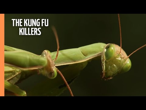 Praying Mantises - The Kung Fu Killers of the Insect Kingdom
